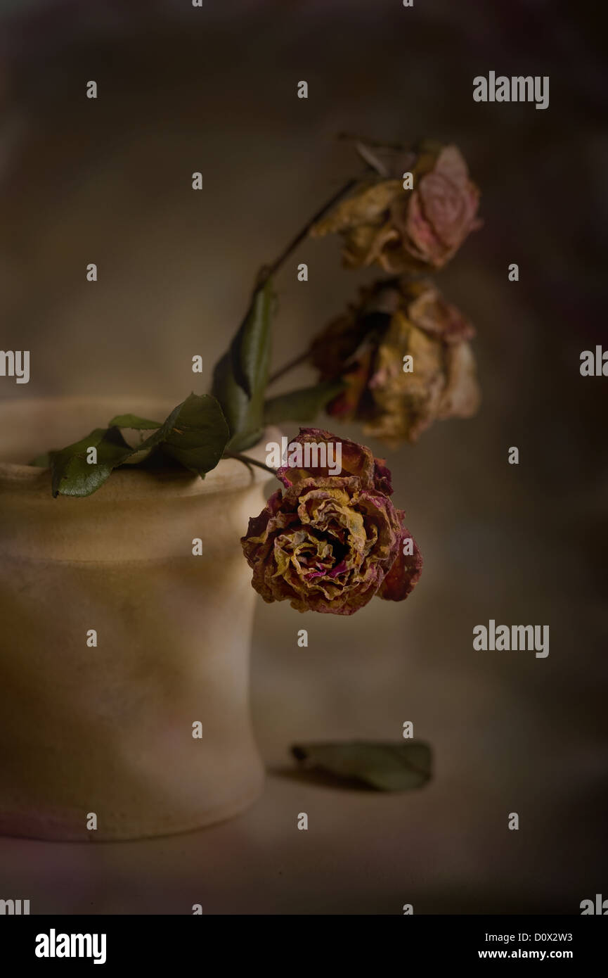 Decaying roses hi-res stock photography and images - Alamy