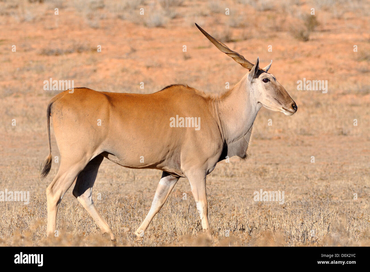 Female oryx hi-res stock photography and images - Alamy