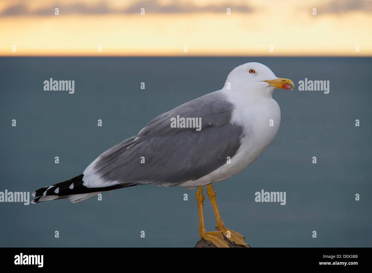 Gull animal hi-res stock photography and images - Alamy