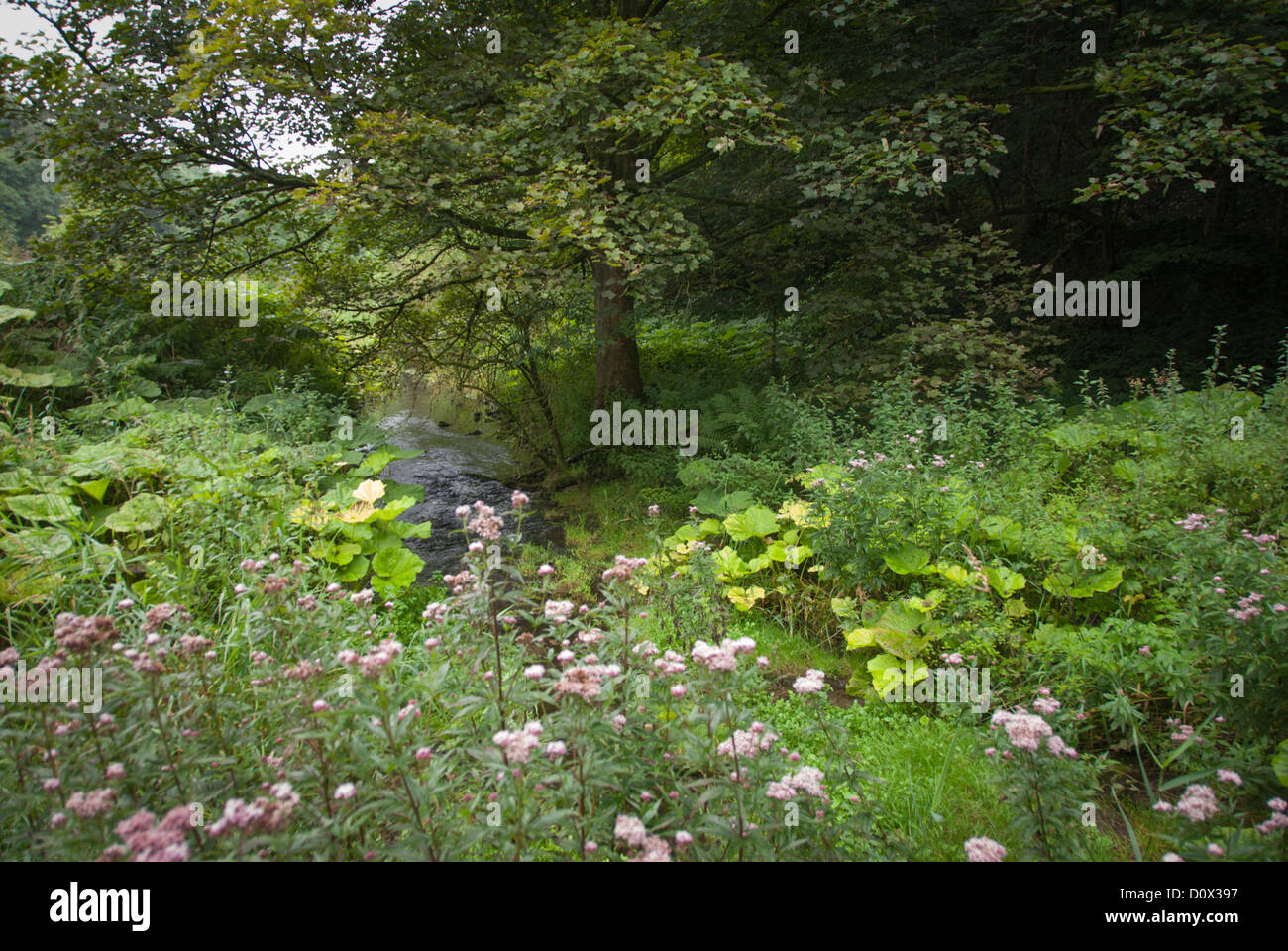 Peak District National Park landscape with natural River Lathkill ...