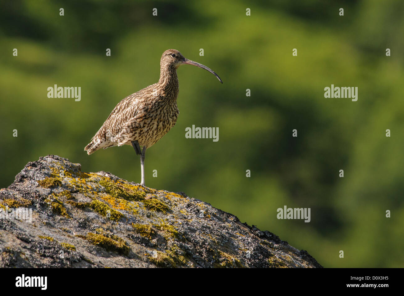 Curlew sitting on a rock Stock Photo - Alamy