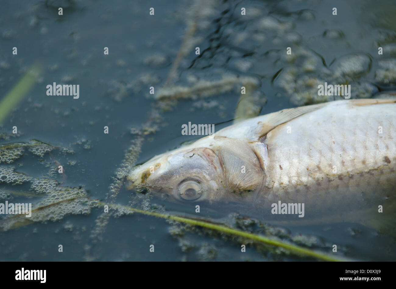 Rotten Fish Stock Photos & Rotten Fish Stock Images - Alamy