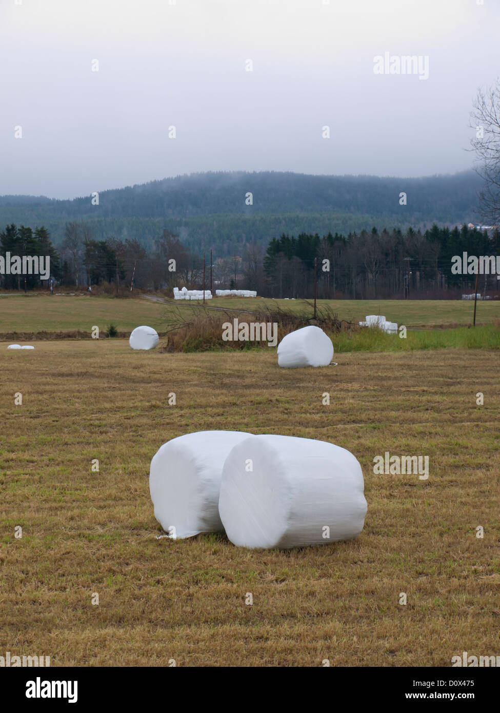 Modern hay bales wrapped in white plastic in a field in Maridalen Oslo ...