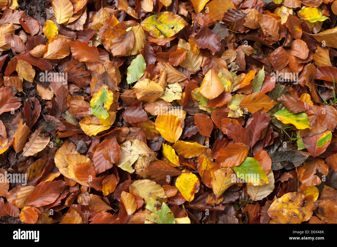 Fallen autumn leaves Stock Photo - Alamy