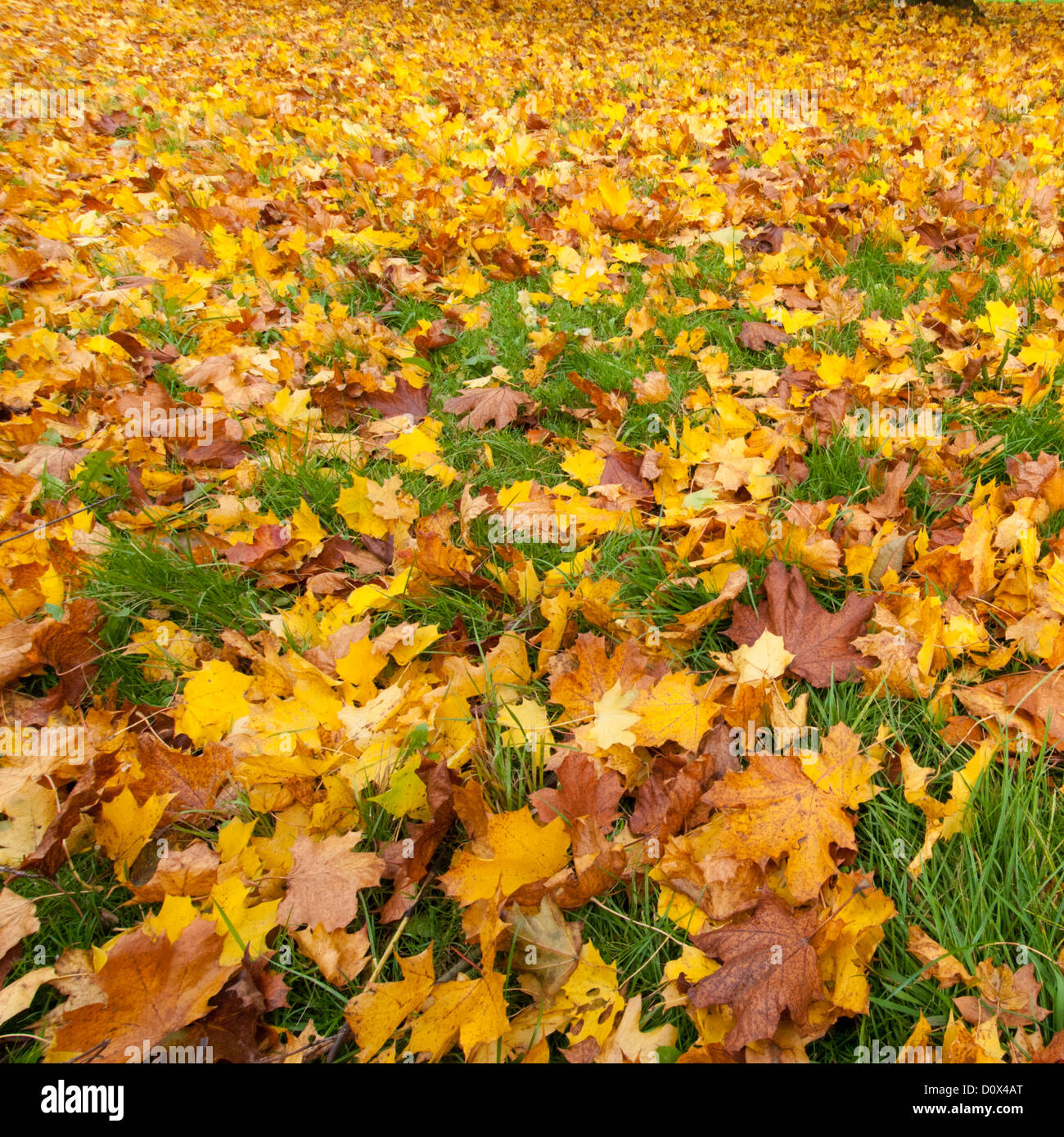 Fallen autumn leaves Stock Photo - Alamy