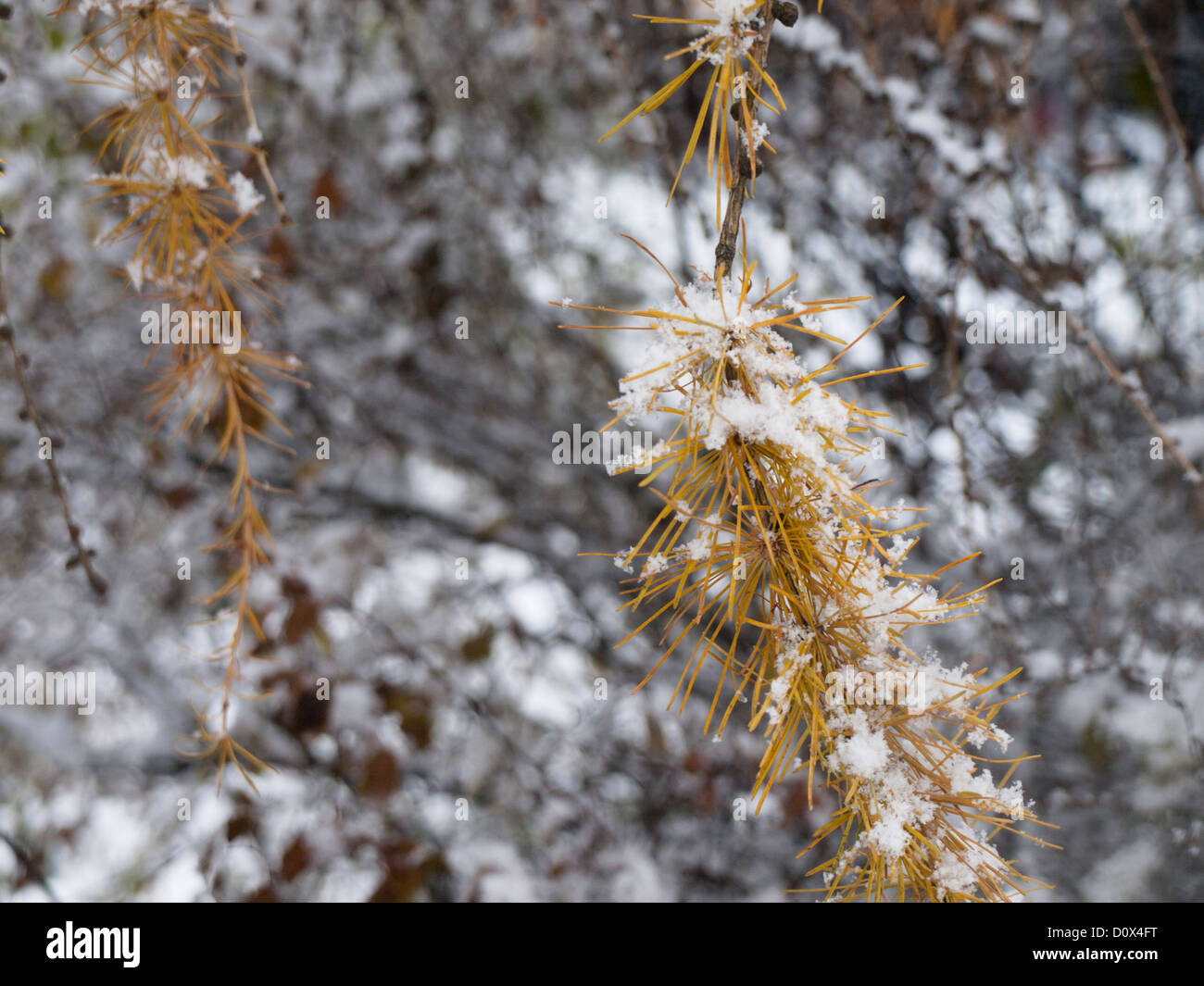 Larix decidua twig hi-res stock photography and images - Alamy