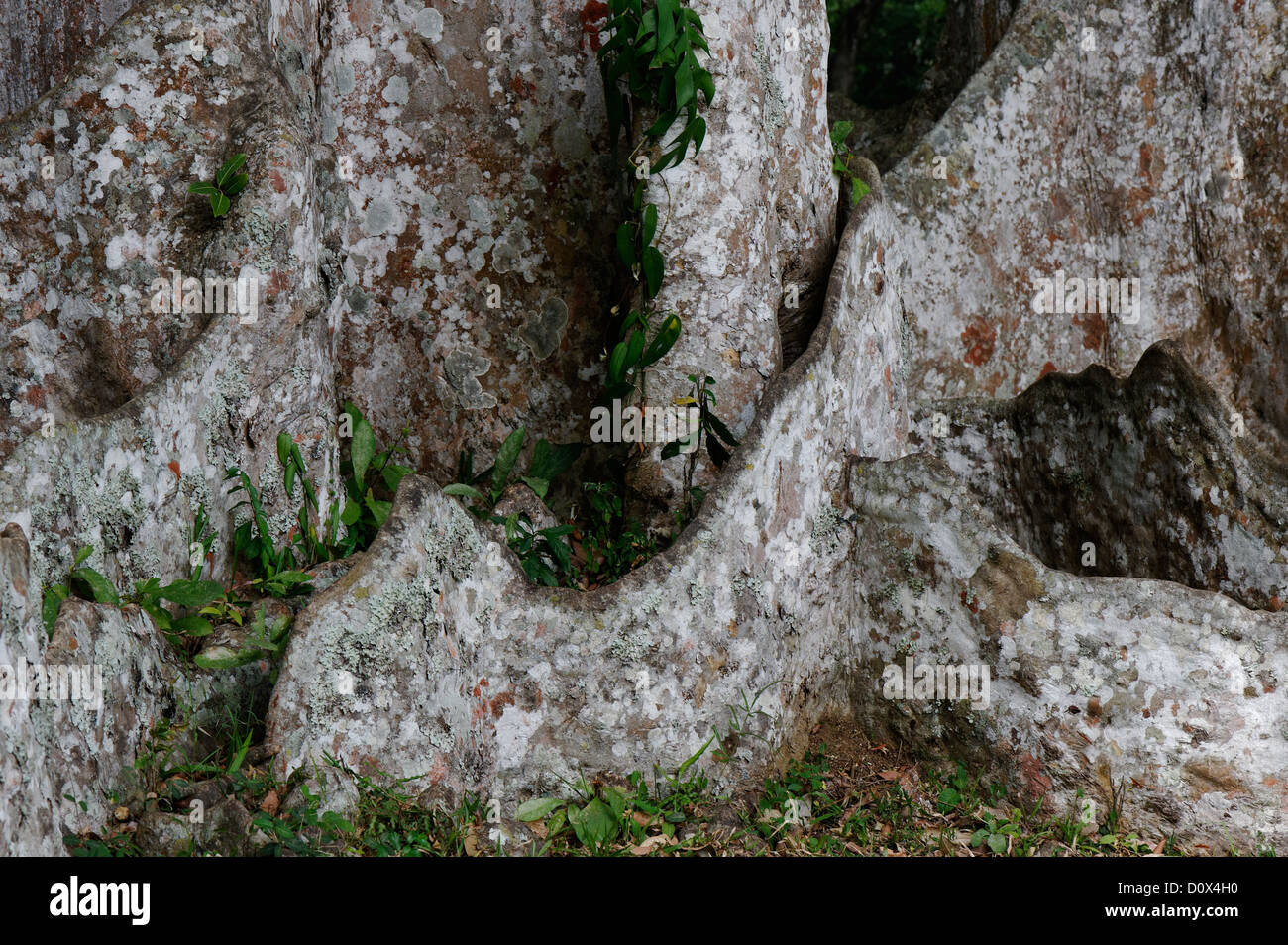 Entwined roots hi-res stock photography and images - Alamy