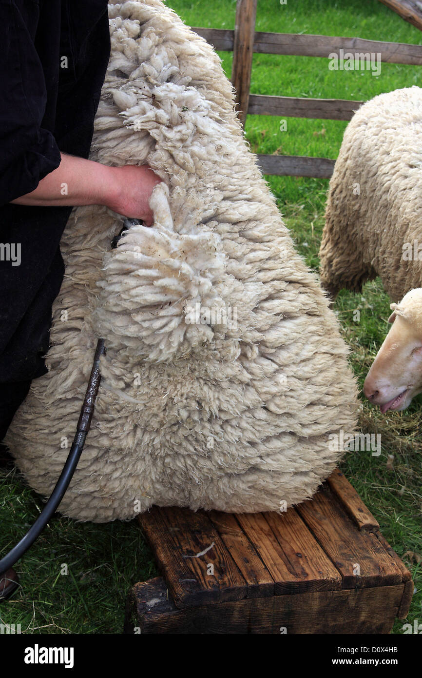shearing of white sheep Stock Photo - Alamy