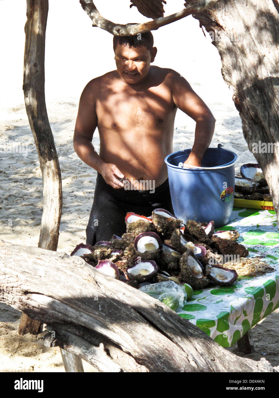 man shucking freshly gathered oysters from blue plastic bucket under a ...