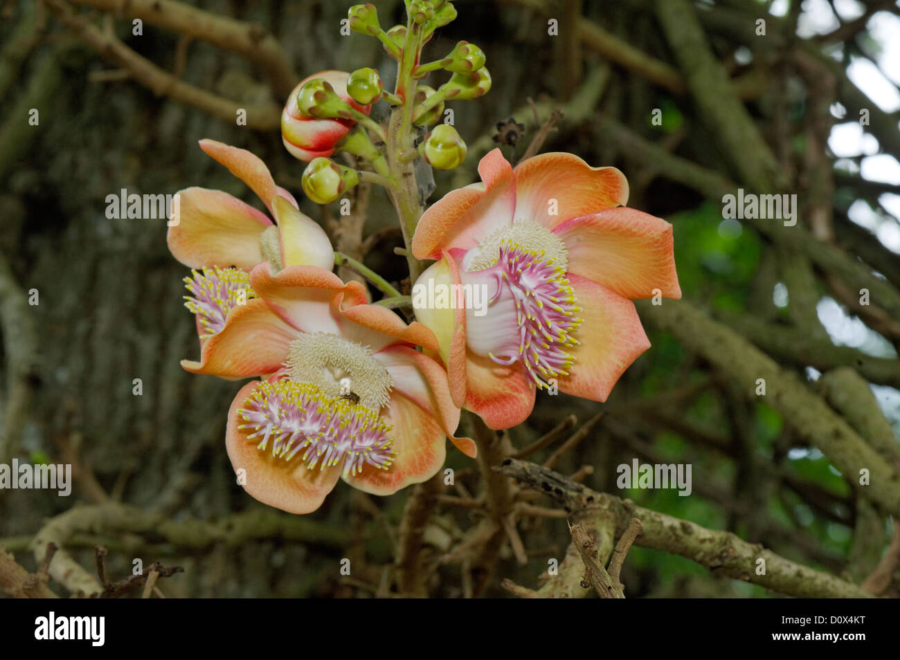 Flower of the Cannon Ball Tree, Couroupita guianensis, taken in the ...