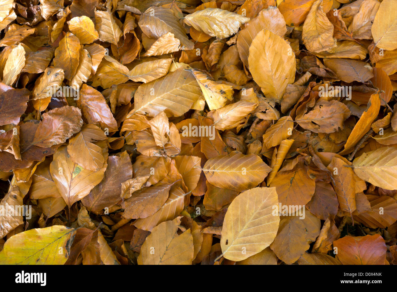 Copper beech fall leaves hi-res stock photography and images - Alamy
