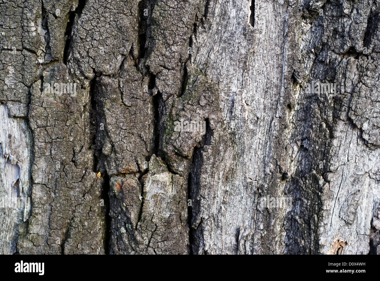 old tree texture Stock Photo - Alamy