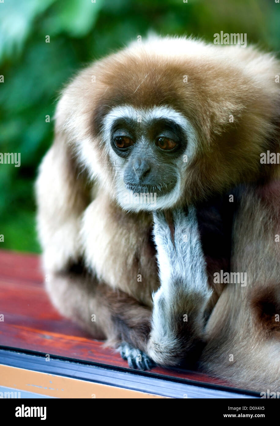 Sad animals hi-res stock photography and images - Alamy