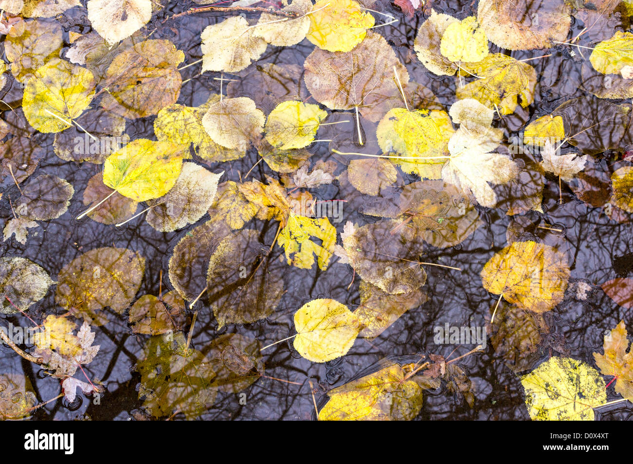 Leaves floating puddle hi-res stock photography and images - Alamy