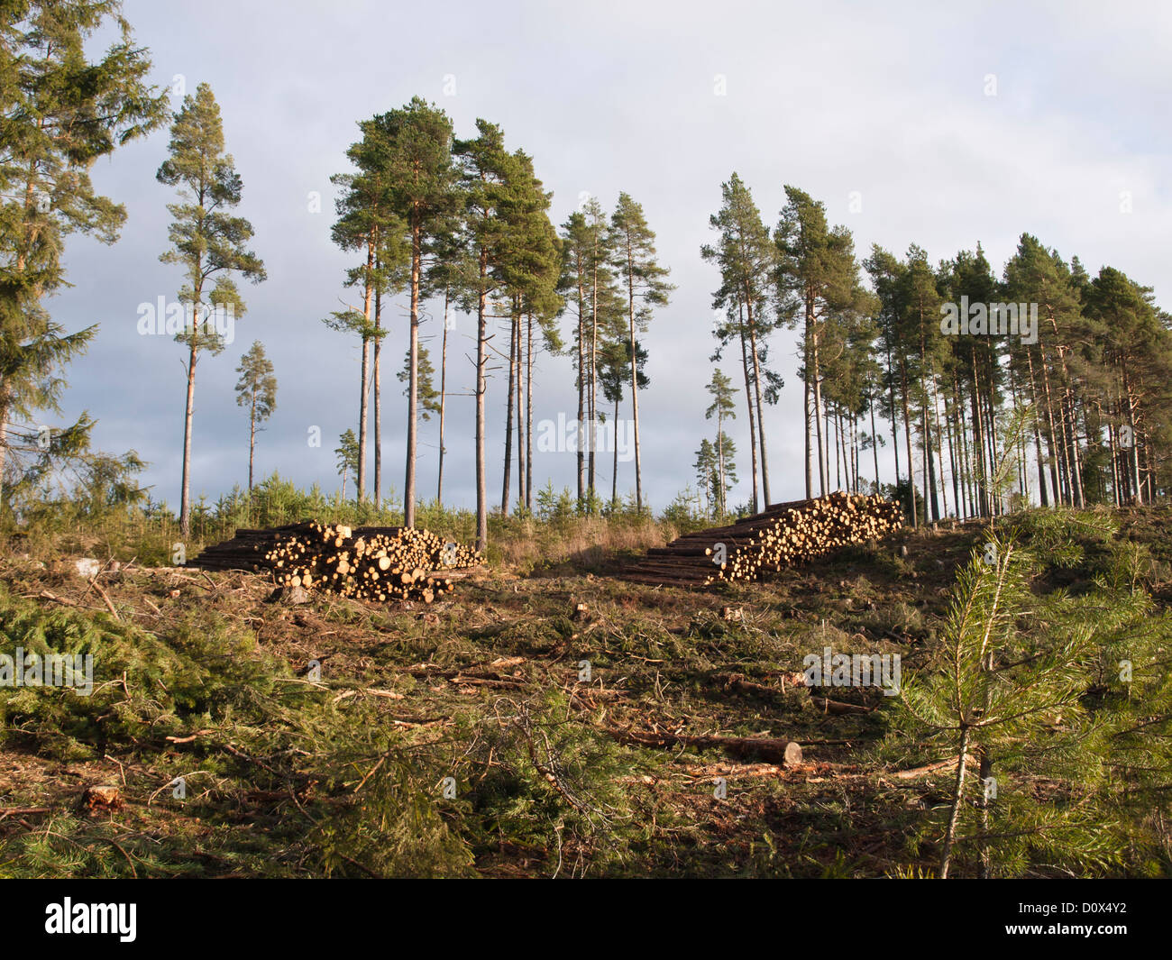 Timber norway hi-res stock photography and images - Alamy