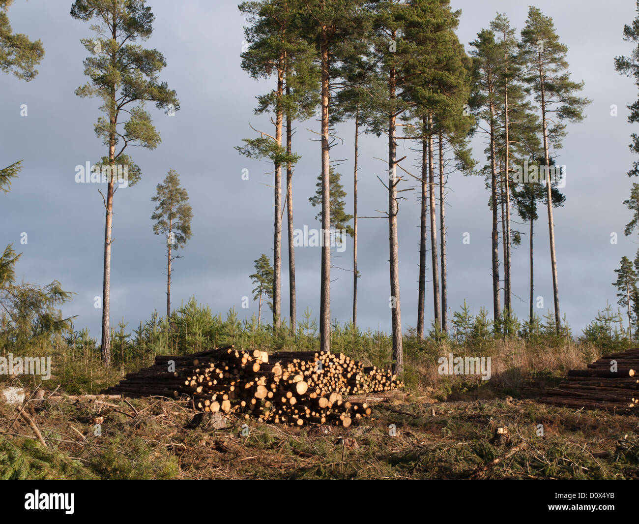 Timber harvesting hi-res stock photography and images - Alamy