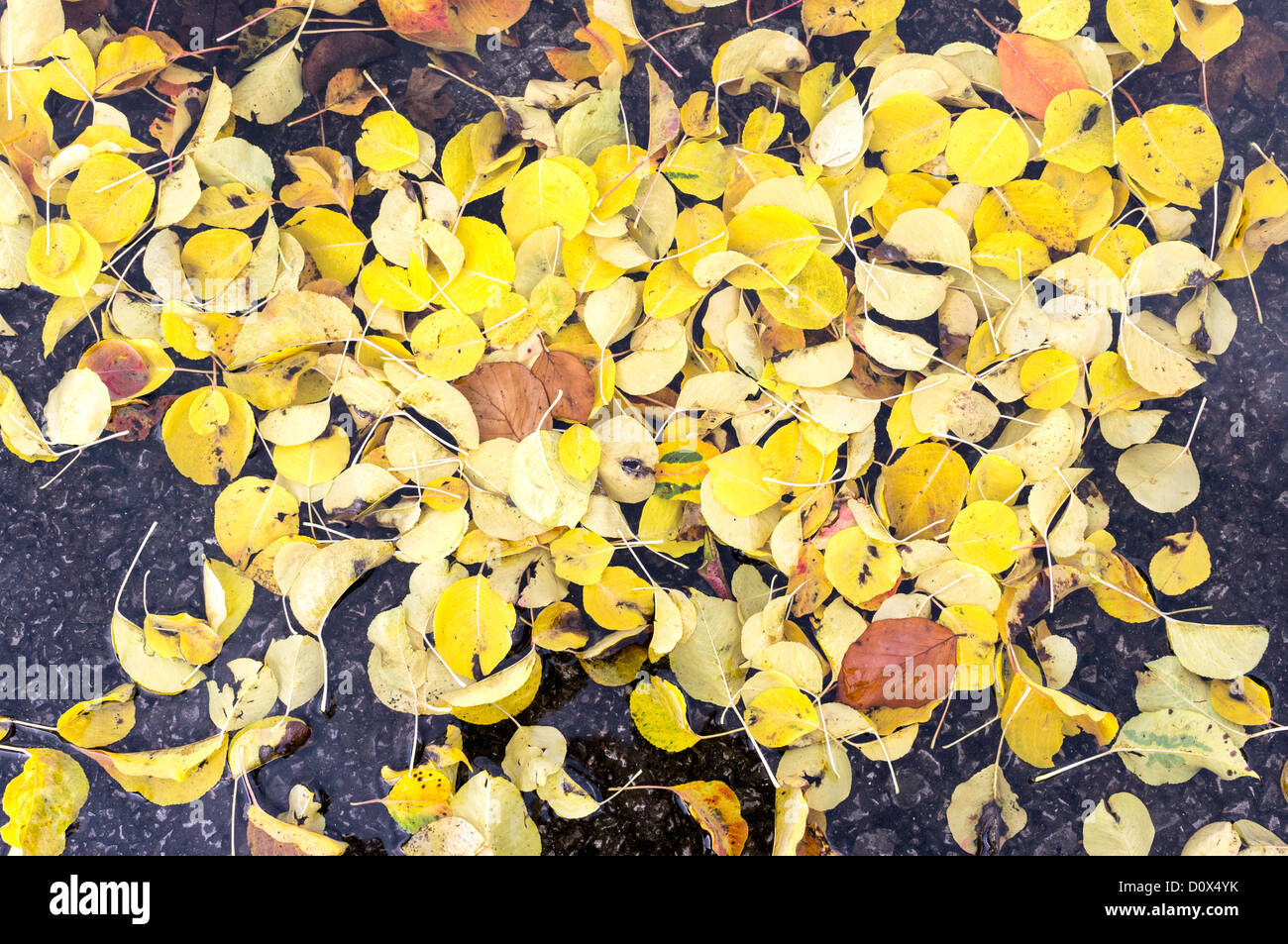 Fallen yellow autumn leaves in a puddle Stock Photo - Alamy