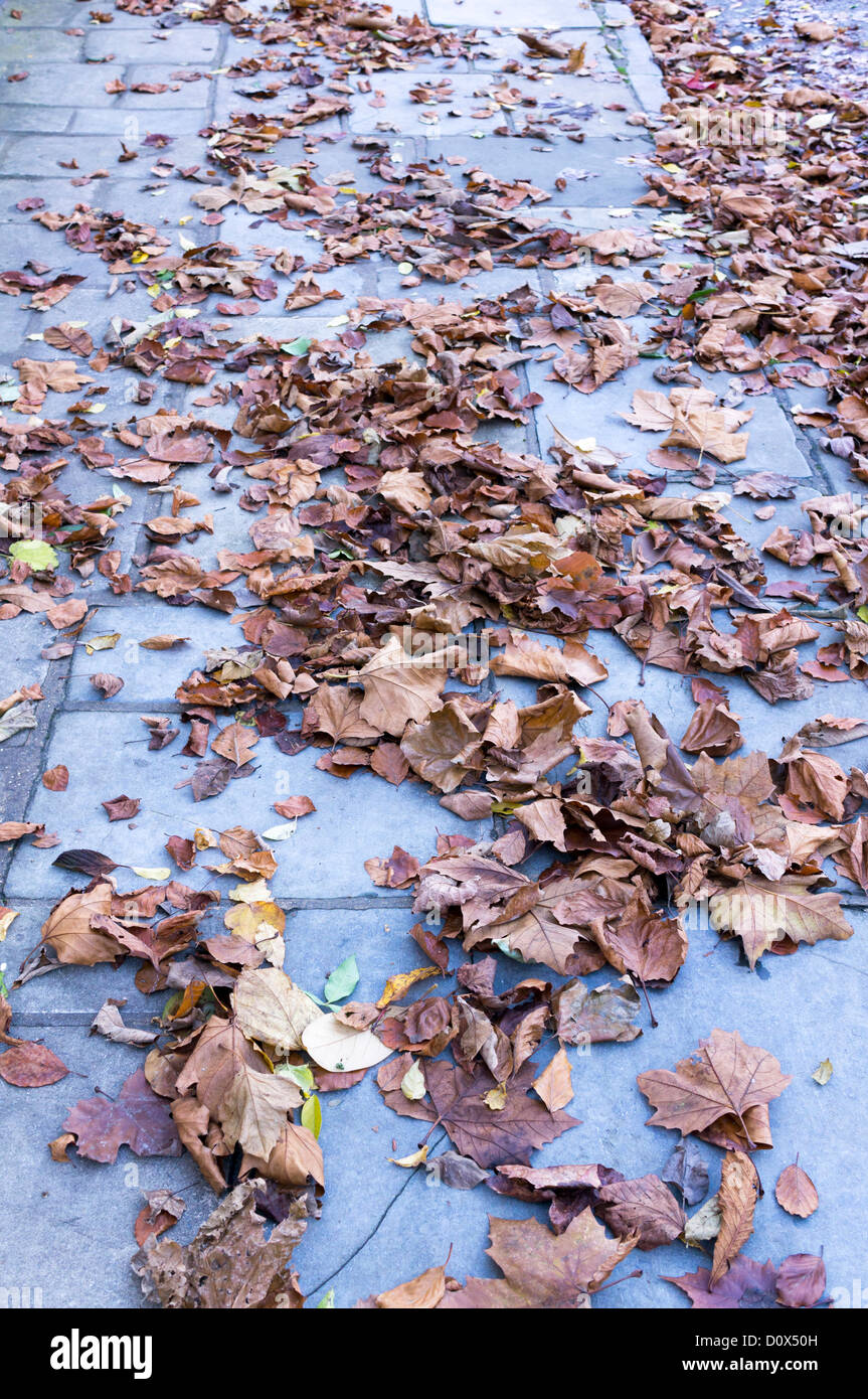 Dead autumn leaves on old flagstone pavement Stock Photo - Alamy