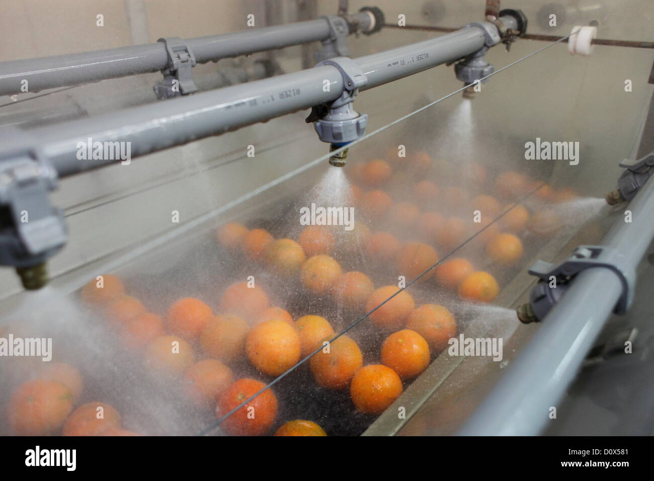 Oranges being washed up in an automatic wash machine at the department ...