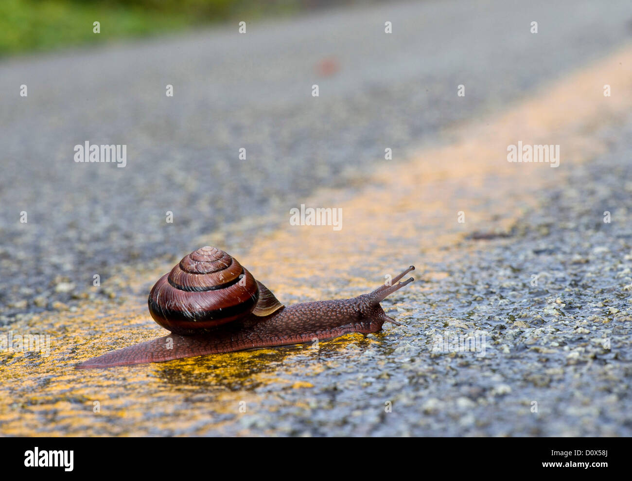 Dec. 2, 2012 - Elkton, Oregon, U.S - A large Pacific sideband snail ...