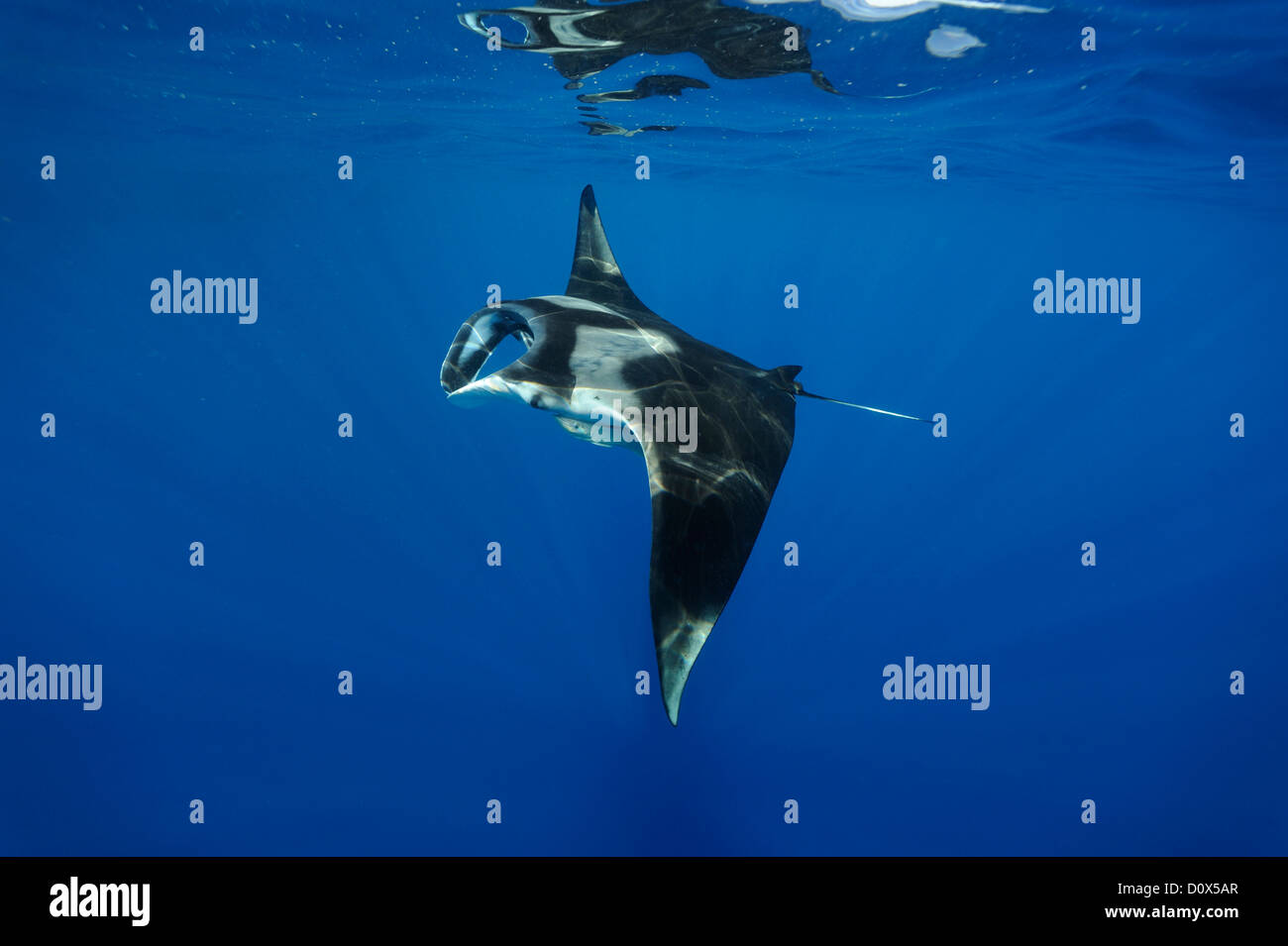 Underwater view of manta ray (Manta birostris) feeding under the ...