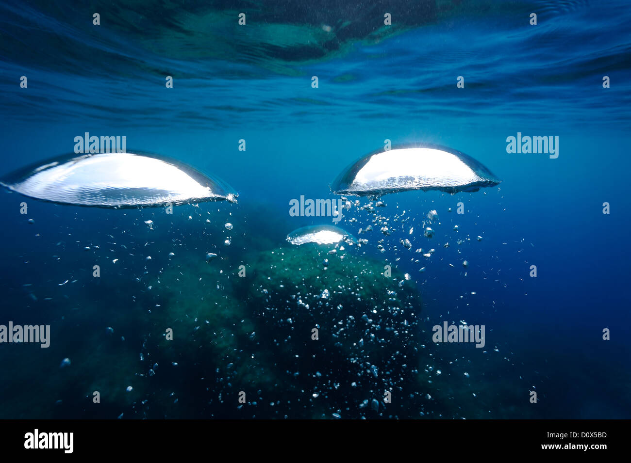 underwater view of bubbles rising to the surface in the Mediterranean ...