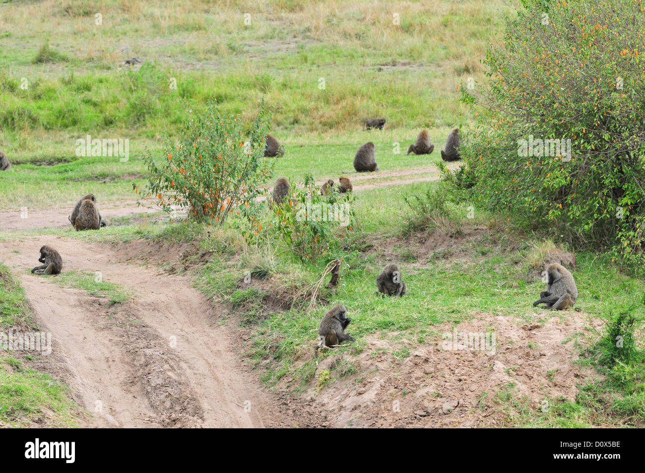 Baboon troop hi-res stock photography and images - Alamy