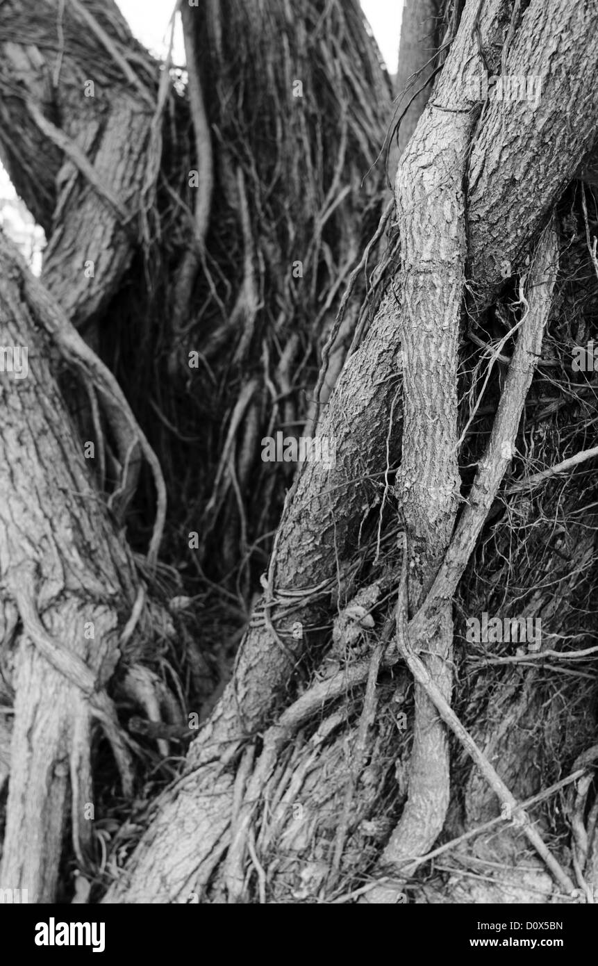 Strong Tree Roots High Resolution Stock Photography and Images - Alamy