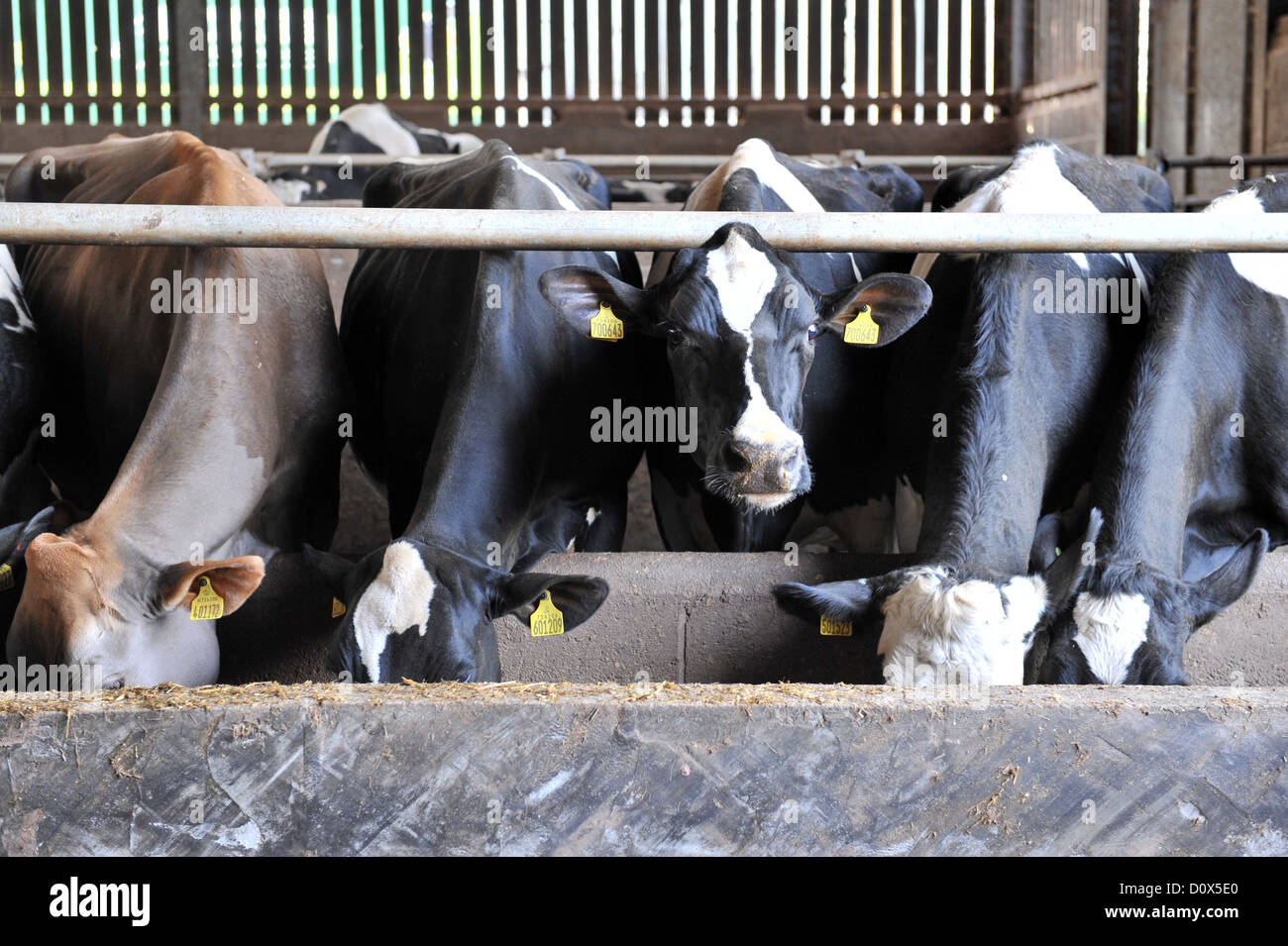 Farmer feeding bulls hi-res stock photography and images - Alamy