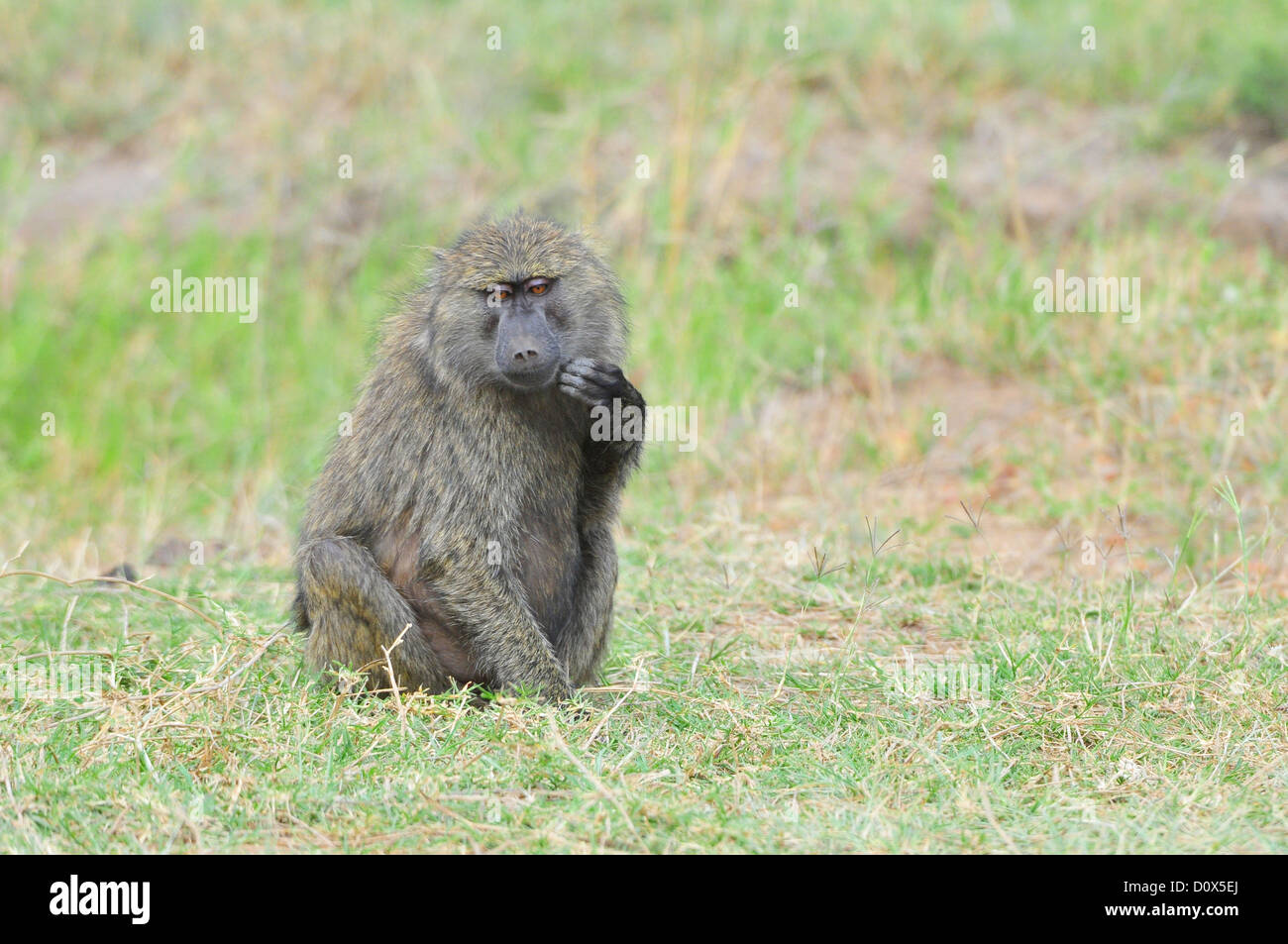 Safari baboon hi-res stock photography and images - Alamy