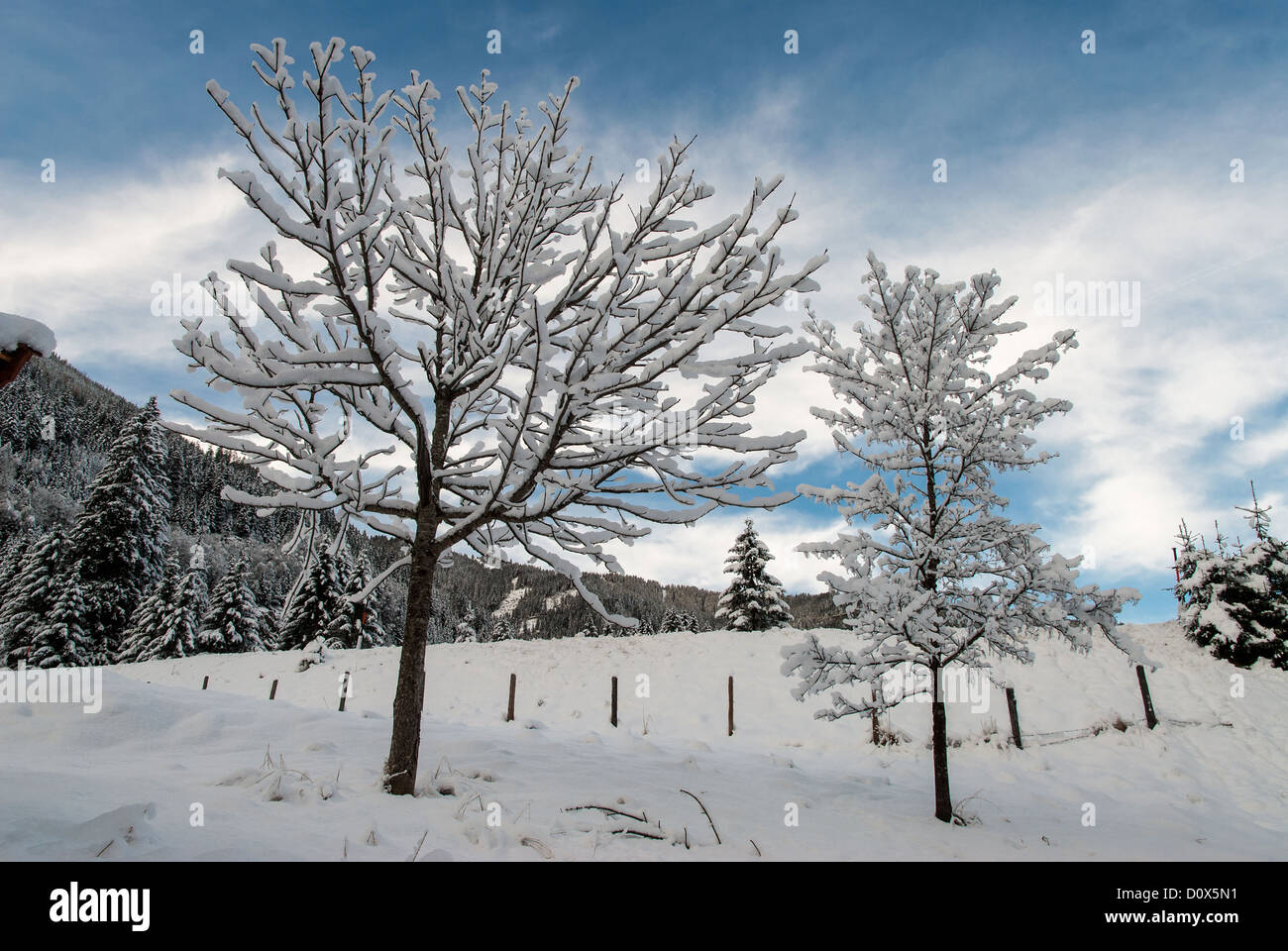 Winter landscape snowy trees hi-res stock photography and images - Alamy