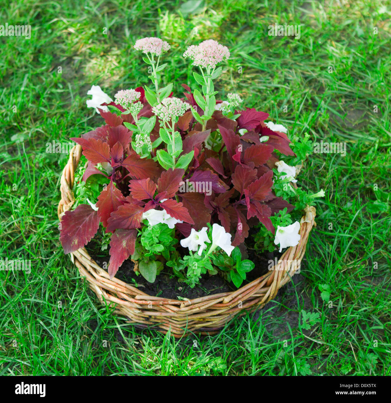 beautiful basket of flowers in the garden landscape Stock Photo - Alamy