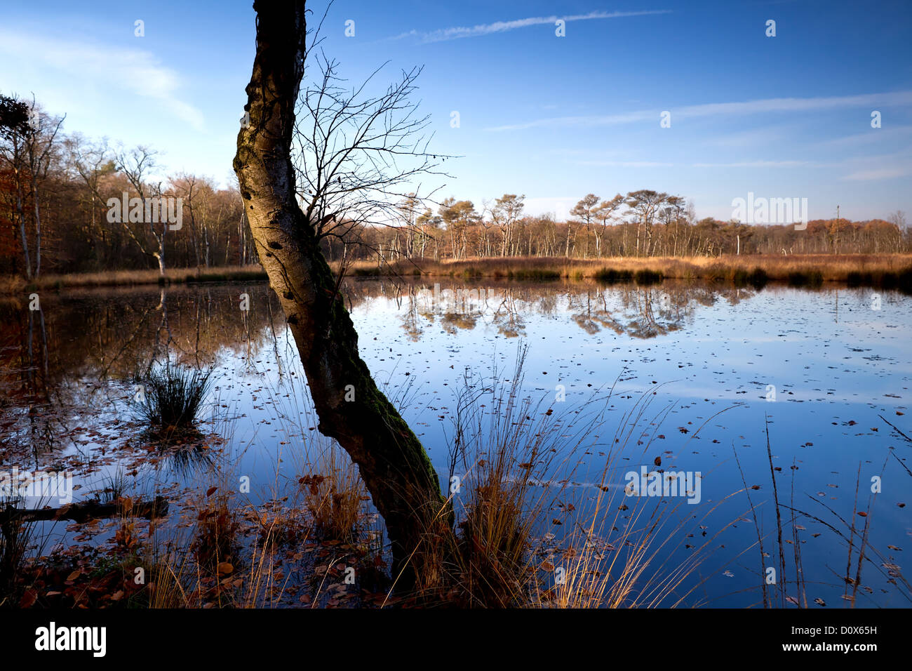 old tree trunk on swamp in Groningen Stock Photo - Alamy