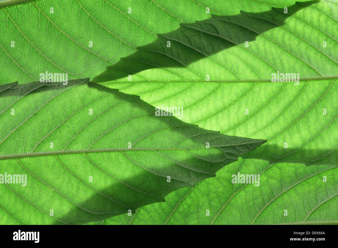 Ash tree leaves hi-res stock photography and images - Alamy