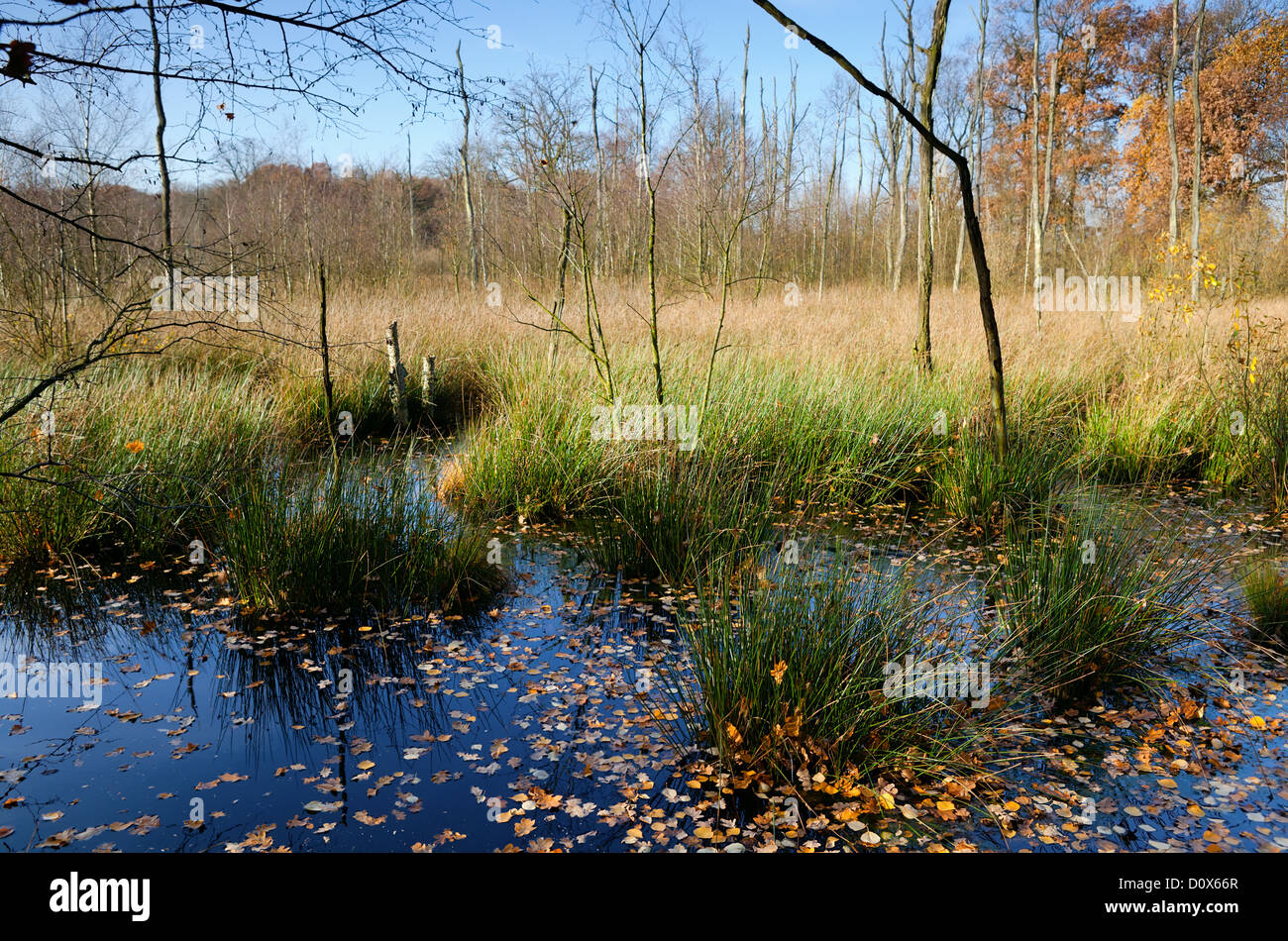 Swamp plants hi-res stock photography and images - Alamy