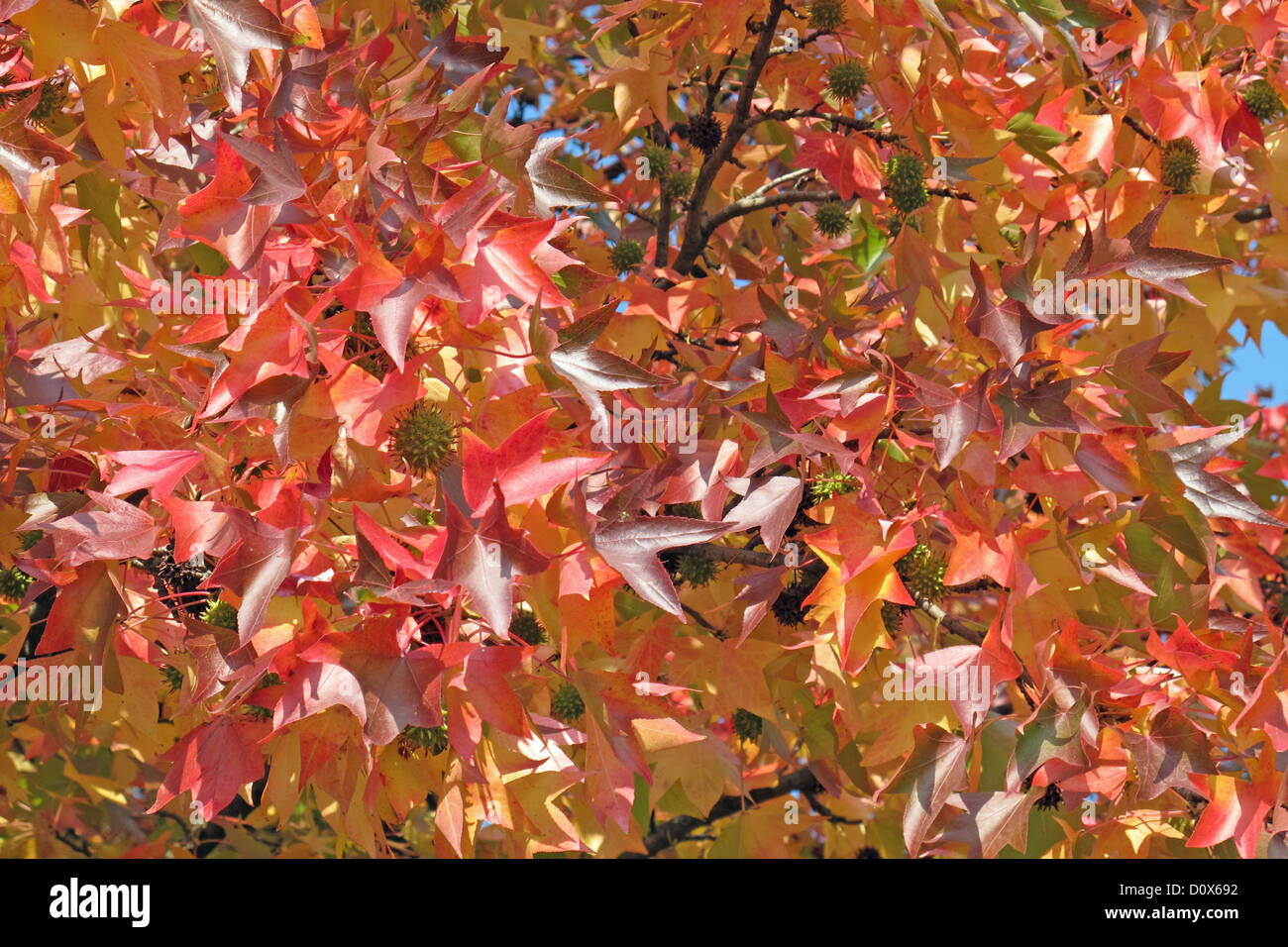 Iridescent red orange hi-res stock photography and images - Alamy