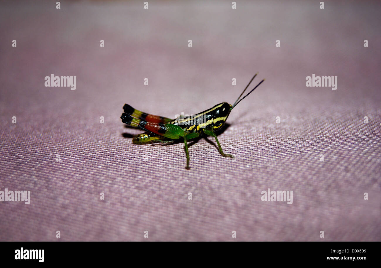 Insect india hi-res stock photography and images - Alamy