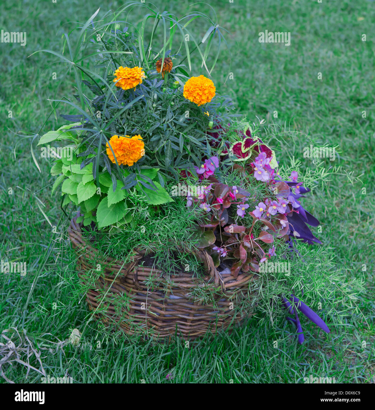 beautiful basket of flowers in the garden landscape Stock Photo - Alamy