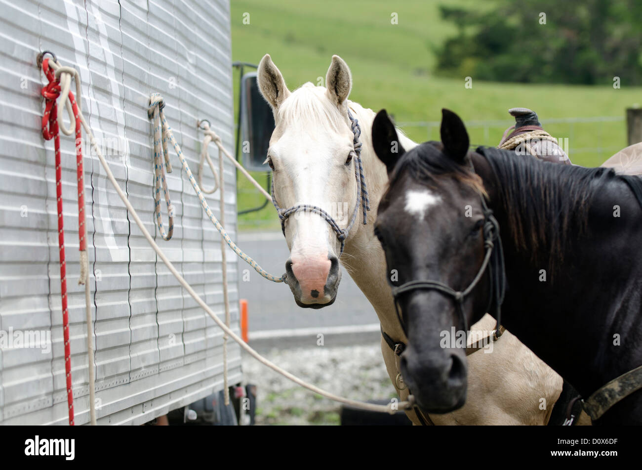 Cowboy And Bay Horse High Resolution Stock Photography and Images - Alamy