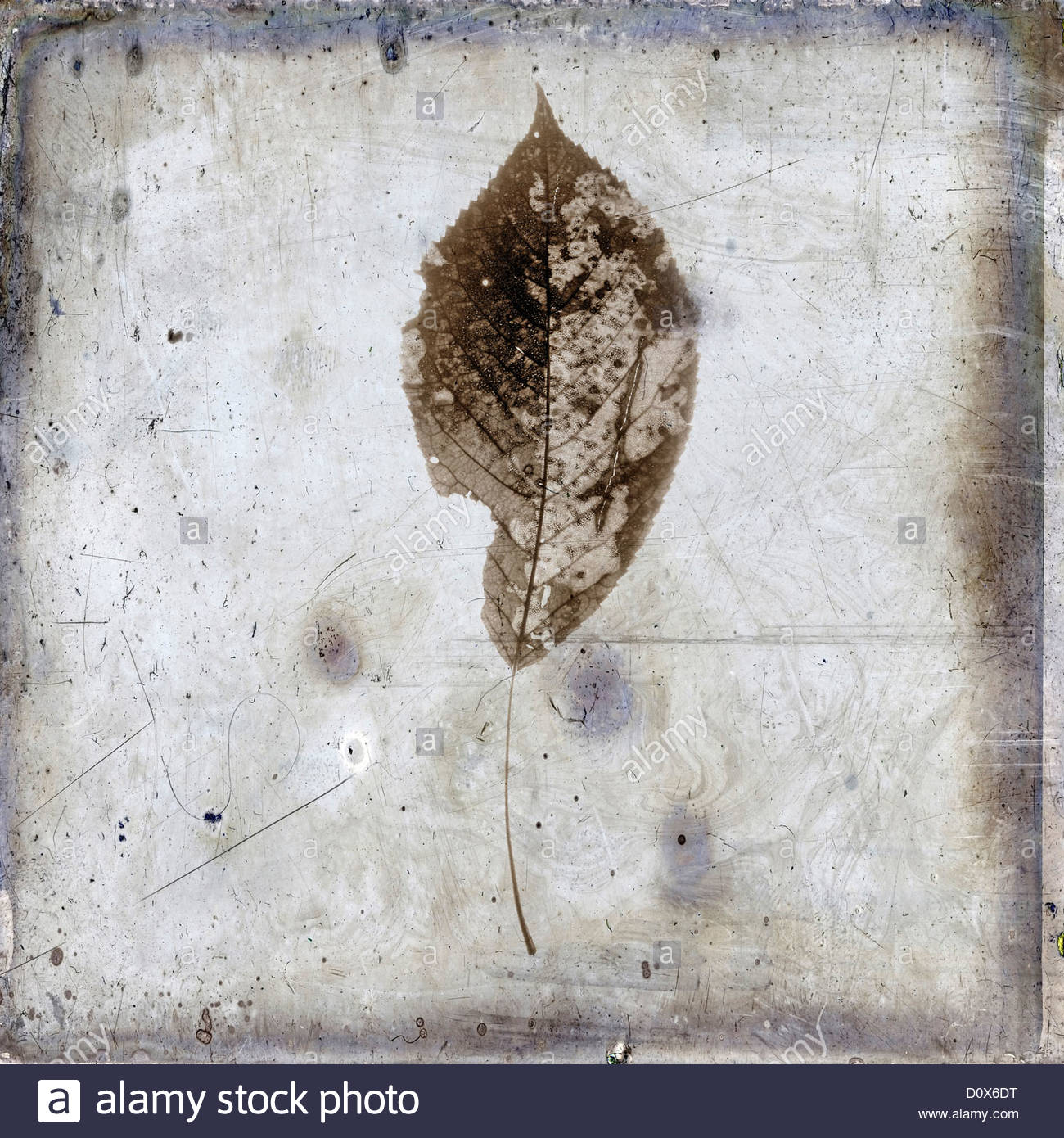 Decaying Leaf Stock Photos & Decaying Leaf Stock Images - Alamy