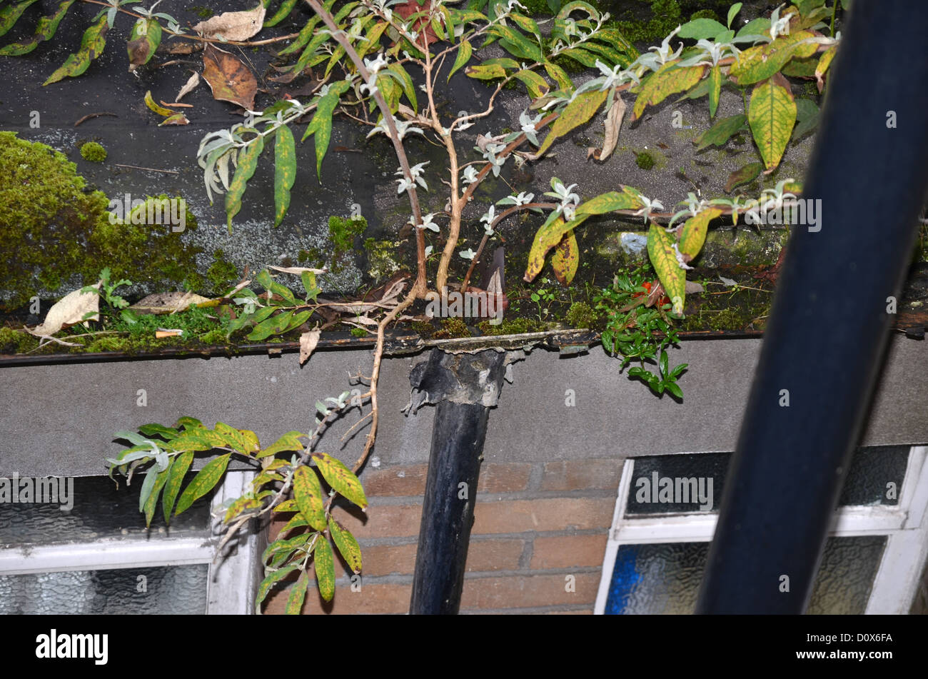 buddleia plant growing out of gutter number 3264 Stock Photo - Alamy