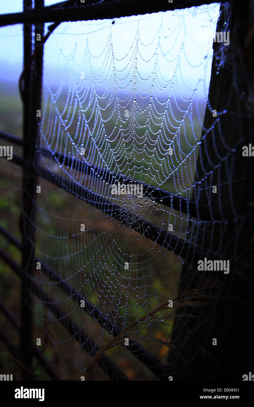 Spider web, trap set, dew drops hanging, misty morning, repair the ...