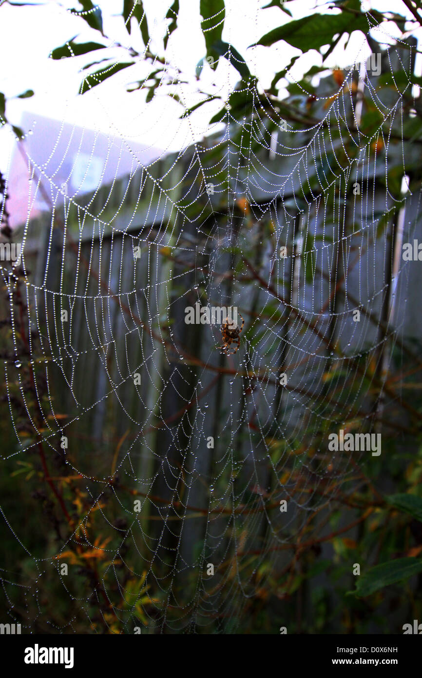Spider web, trap set, dew drops hanging, misty morning, repair the ...