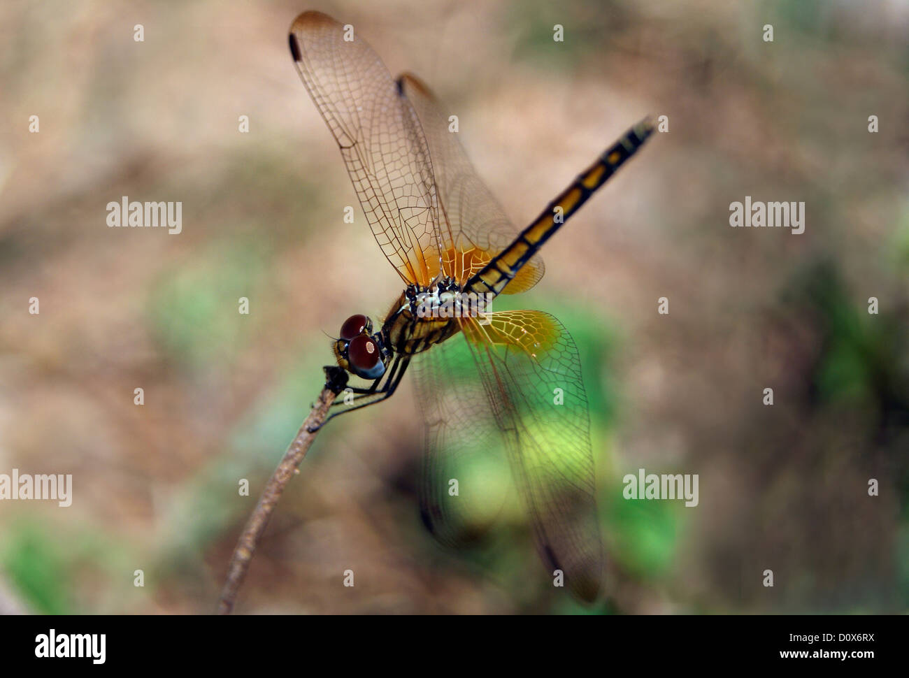 Western ghat dragonfly hi-res stock photography and images - Alamy