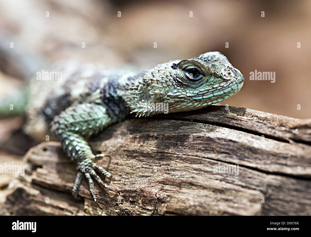 Mexico lizard hi-res stock photography and images - Alamy
