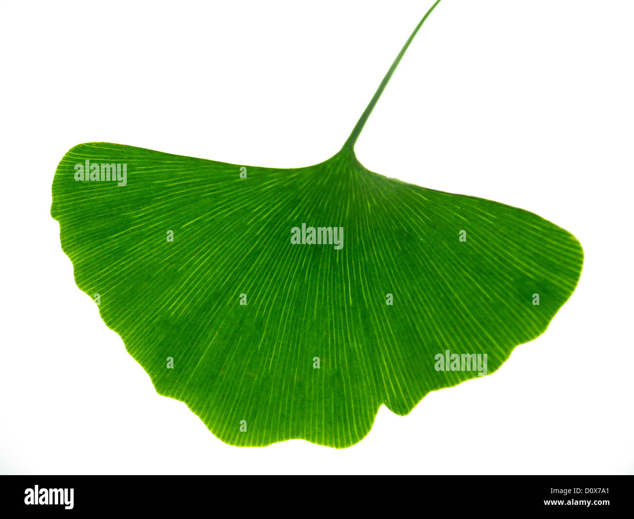 Fan shaped leaves of ginkgo biloba hi-res stock photography and images ...