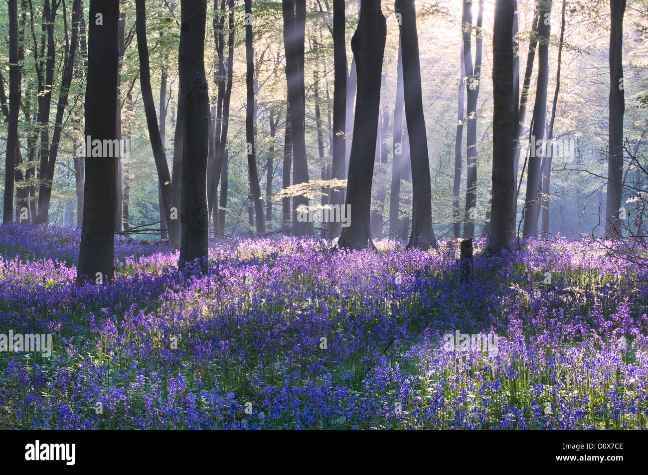 Fantastic light rays illuminating the bluebells on the forest floor at ...