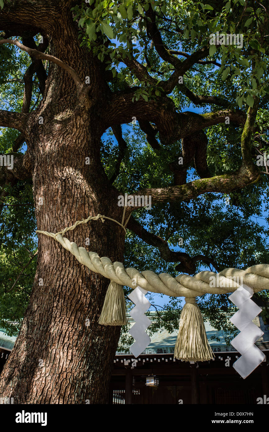 A traditional shinto straw rope and with paper hanging marks this tree ...