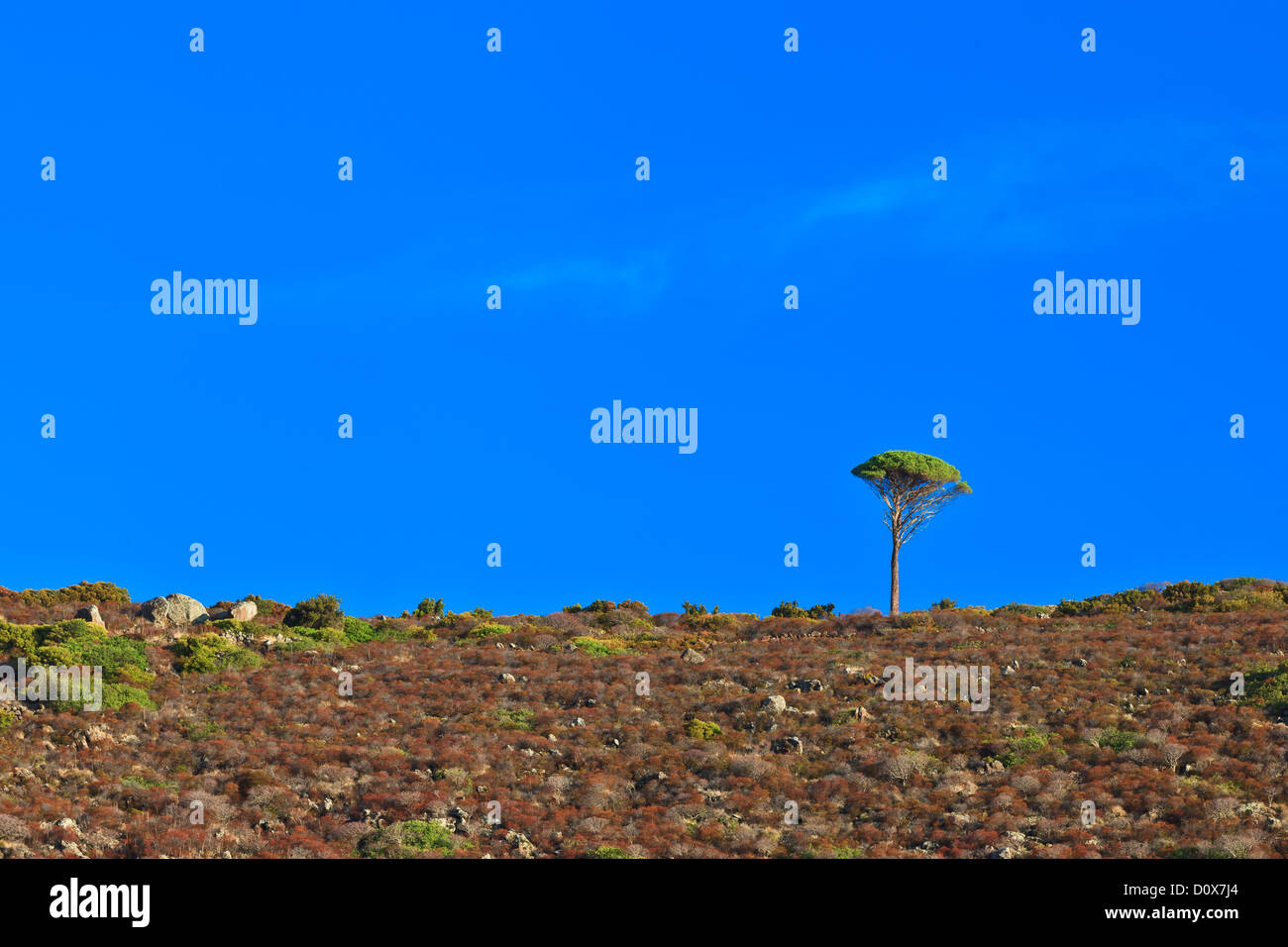 pine tree isolated Stock Photo - Alamy