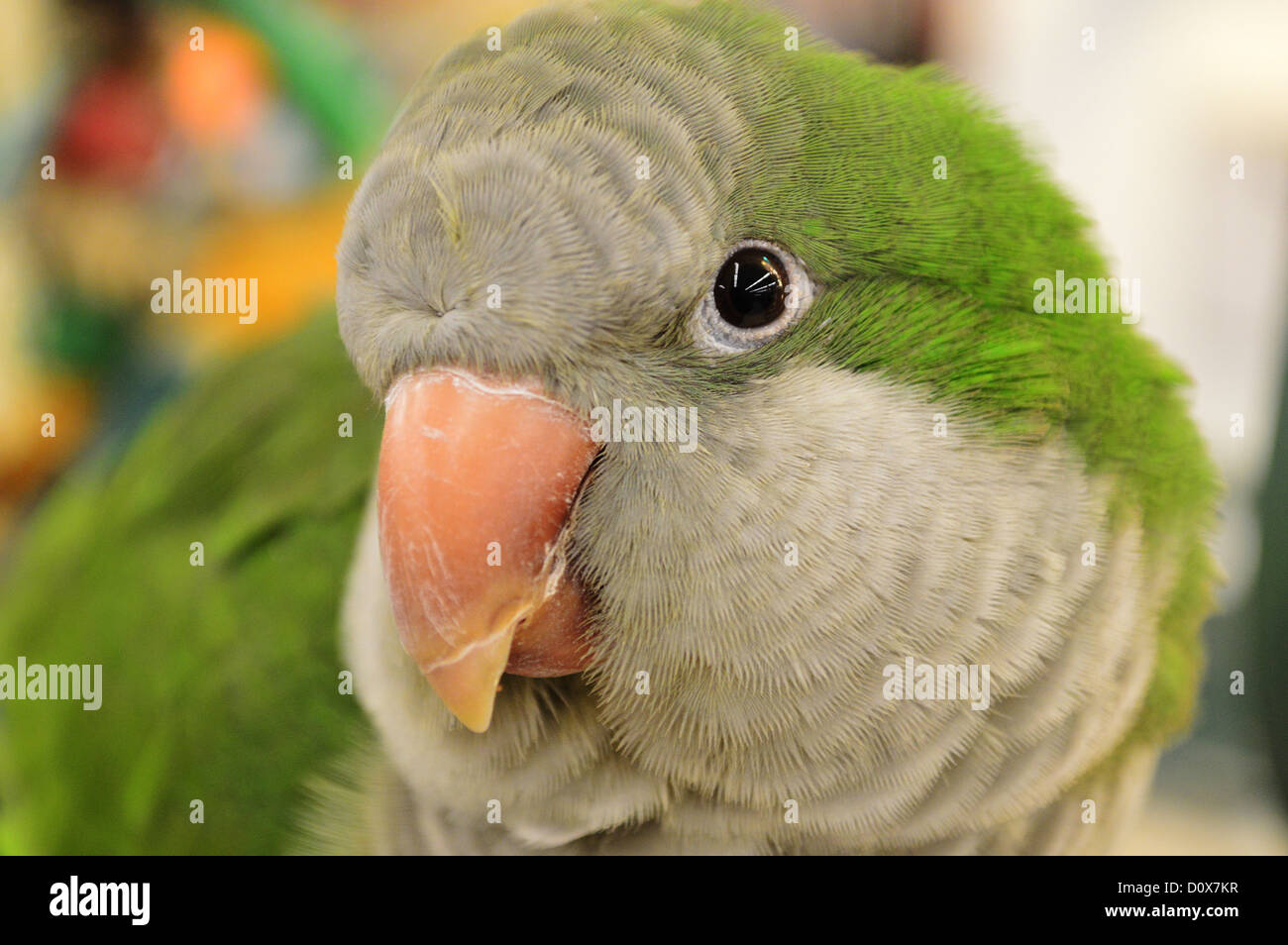 Parrot Looking At Camera High Resolution Stock Photography and Images ...